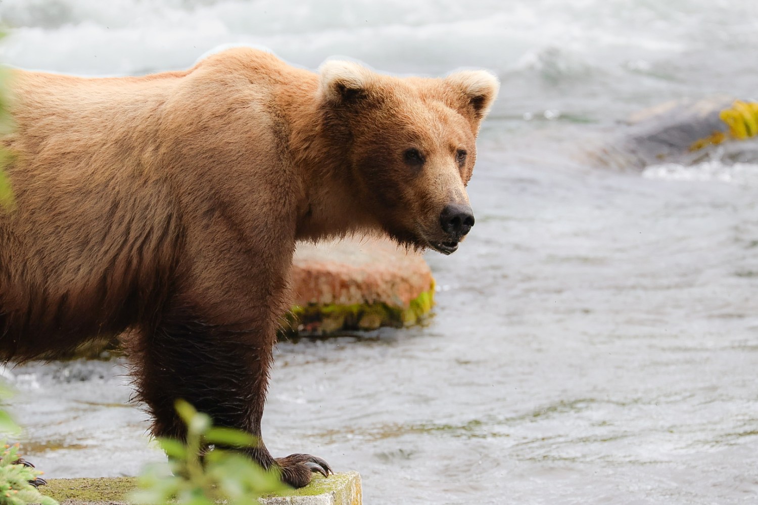 How To: Visit Katmai National Park: A Complete Guide to Brooks Camp and Bear Viewing – your "how ...