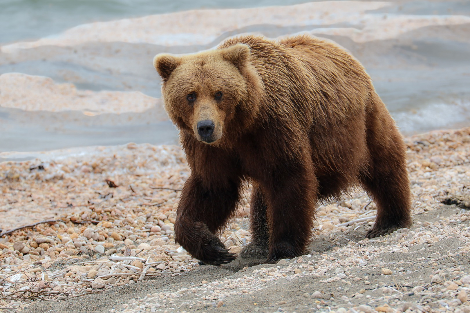 How To: Visit Katmai National Park: A Complete Guide to Brooks Camp and Bear Viewing – your "how ...