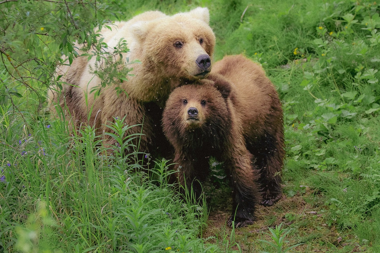How To: Visit Katmai National Park: A Complete Guide to Brooks Camp and ...