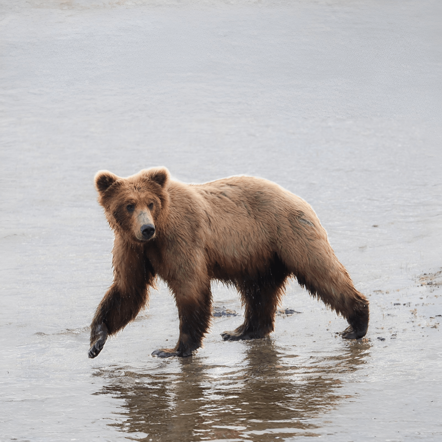 How To: Visit Katmai National Park: A Complete Guide to Brooks Camp and Bear Viewing – your "how ...